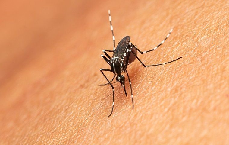 The Benefits Of Professional Mosquito Control For Your Spring Hill ...