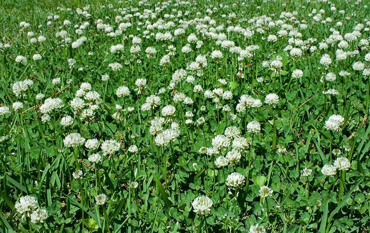 Weed Wars: Your Ultimate Guide To Effective Weed Control In Spring Hill ...